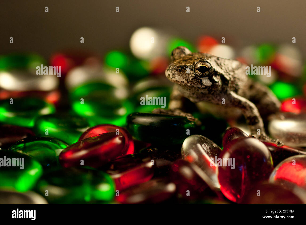 Amphibien hyla versicolor Banque de photographies et d’images à haute ...