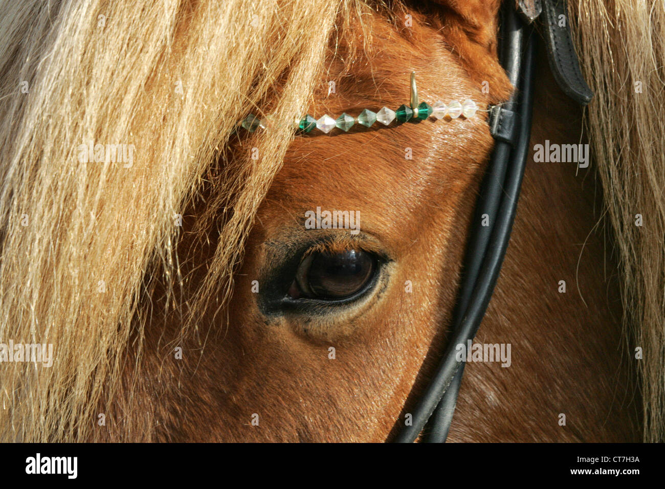 Un oeil de cheval Banque de photographies et d’images à haute ...