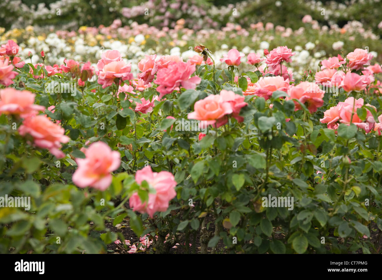 Jardin de roses Banque de photographies et d’images à haute résolution ...
