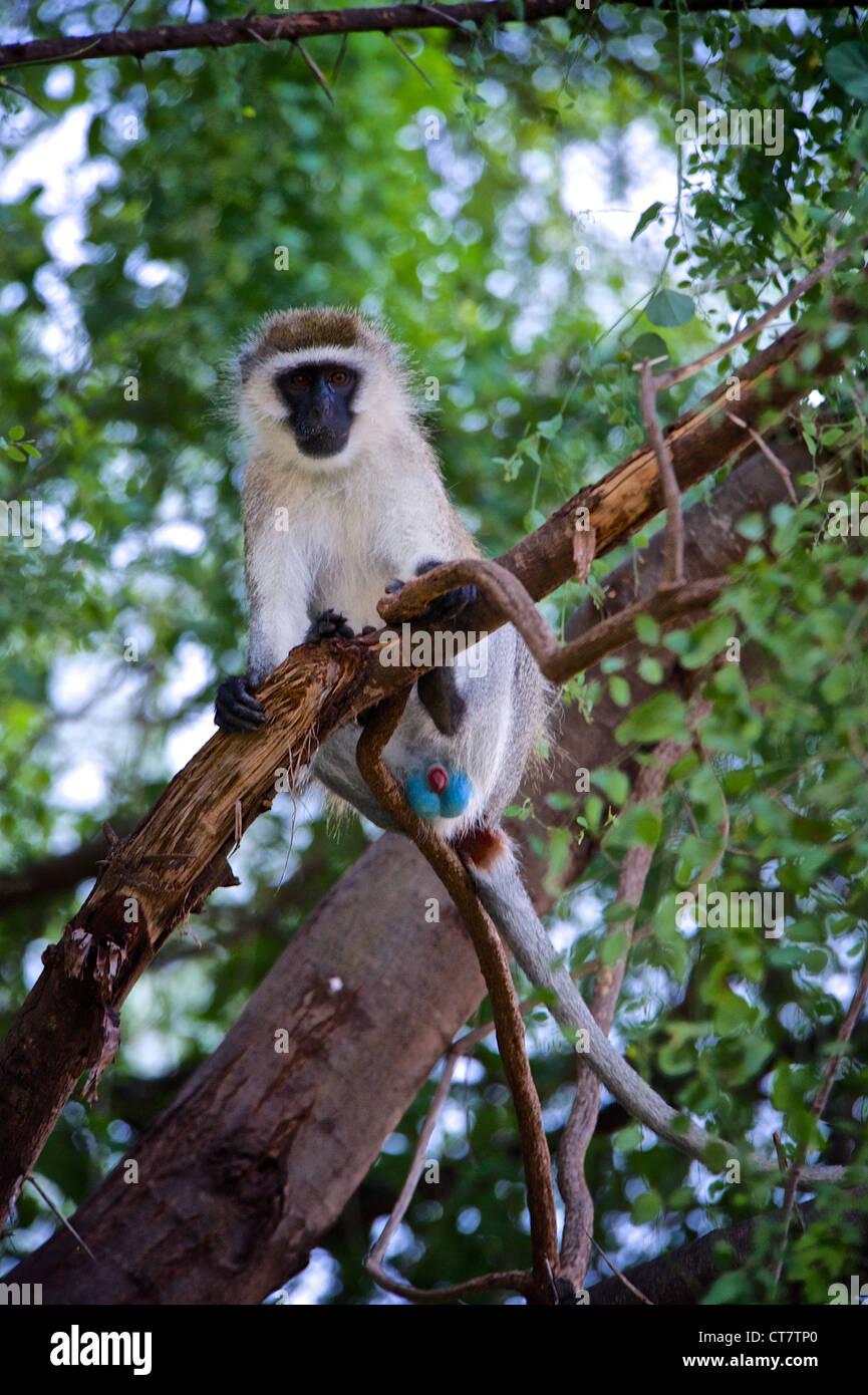Singe sauvage en afrique Banque de photographies et d’images à haute ...