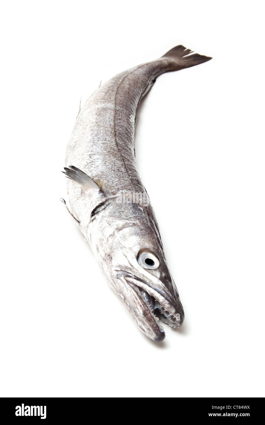 Poisson merlu Banque de photographies et d’images à haute résolution ...