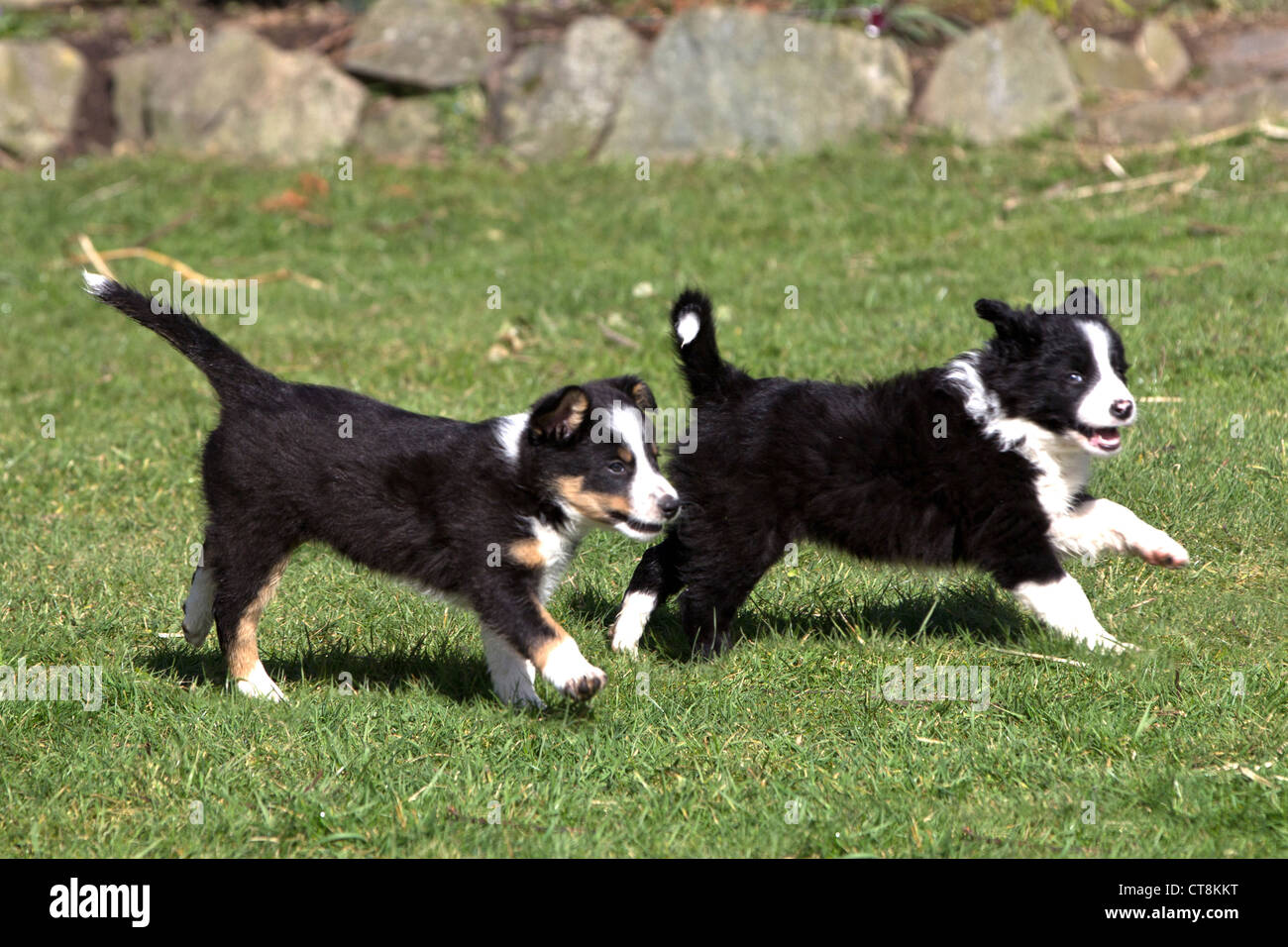 Chiots border collie, chiots noir et blanc Photo Stock - Alamy