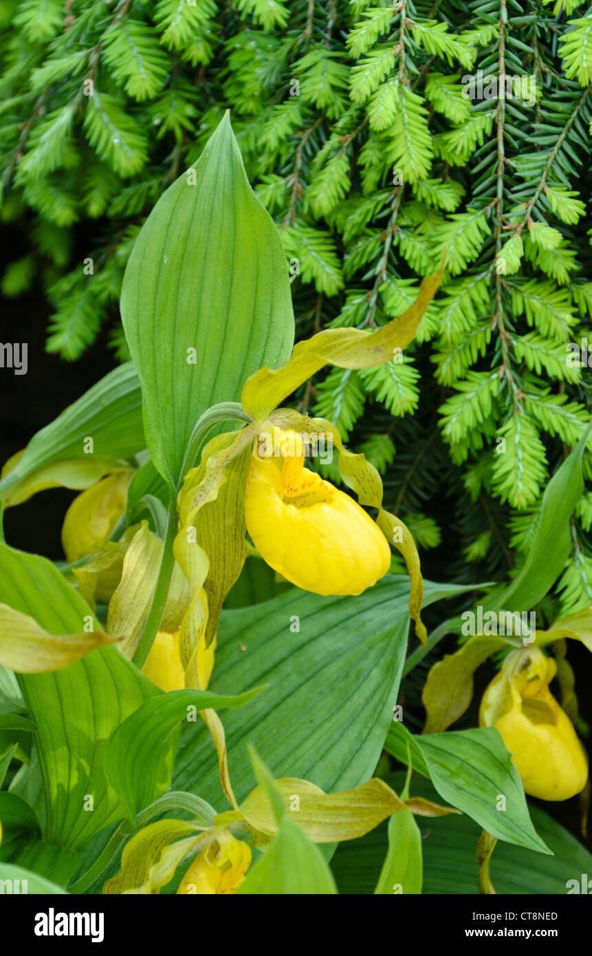 Cypripedium pubescens var pubescens Banque de photographies et d’images ...