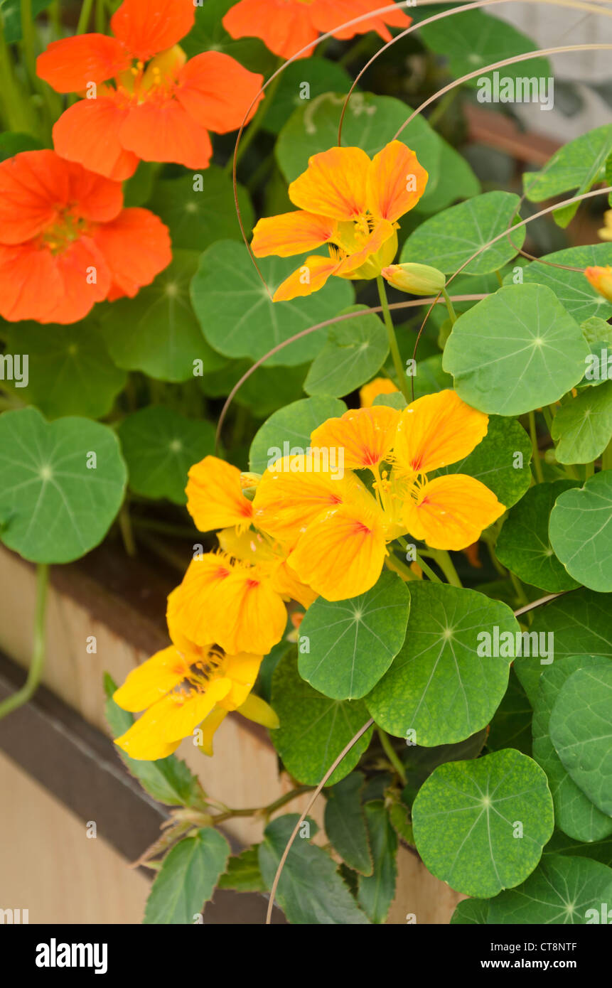 Indian cress tropaeolum majus Banque de photographies et d’images à ...