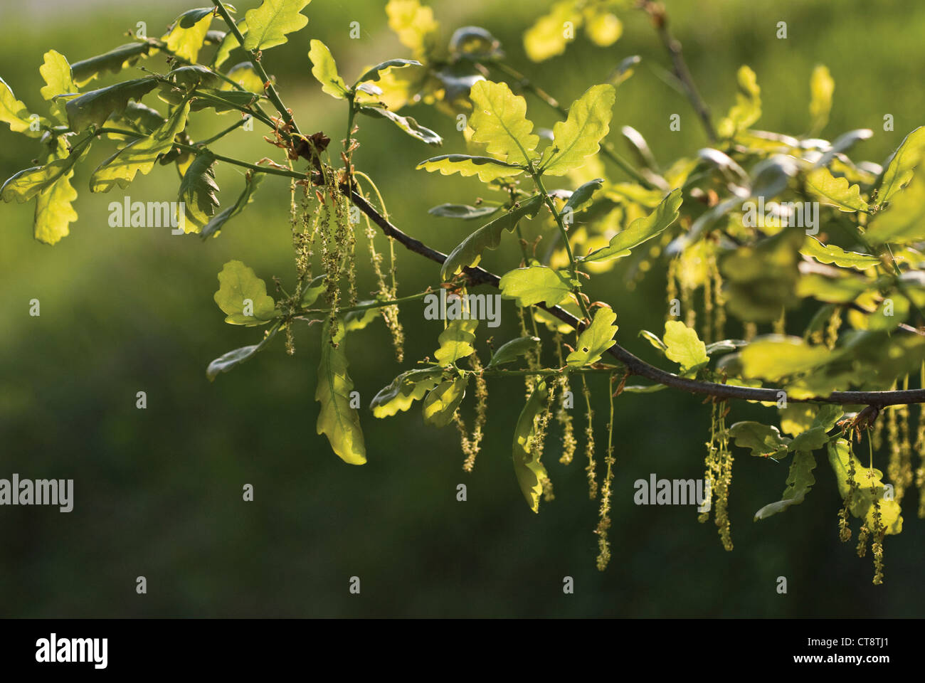 Quercus robur flower Banque de photographies et d’images à haute ...