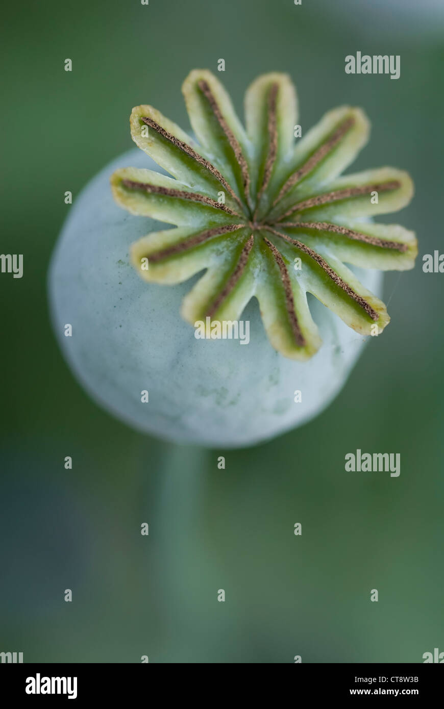 Papaver somniferum, coquelicot, le pavot à opium Photo Stock - Alamy