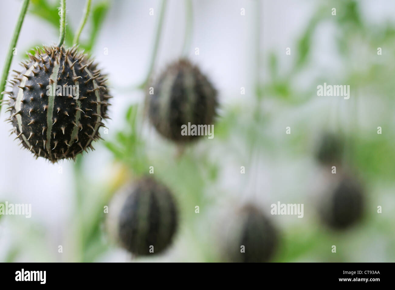 Boule Ornementale Banque d'image et photos - Alamy