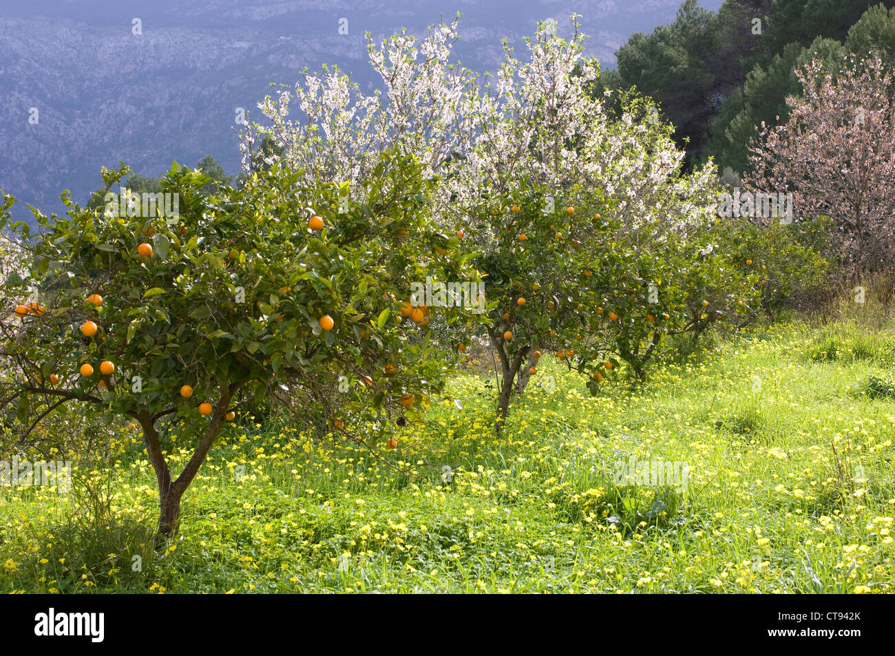 Oranger citrus sinensis Banque de photographies et d’images à haute ...