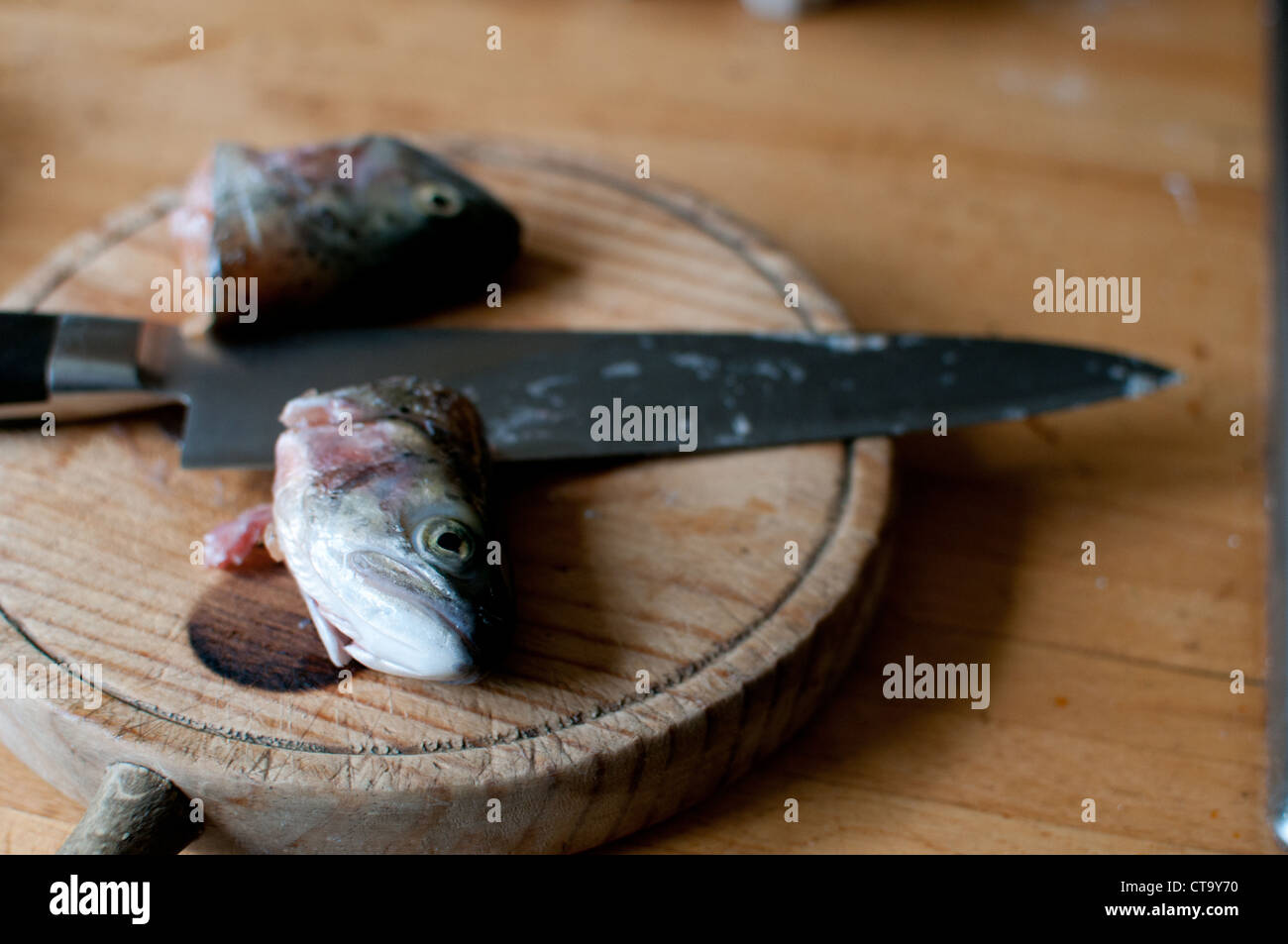 Manger la tête de poisson Banque de photographies et d’images à haute ...