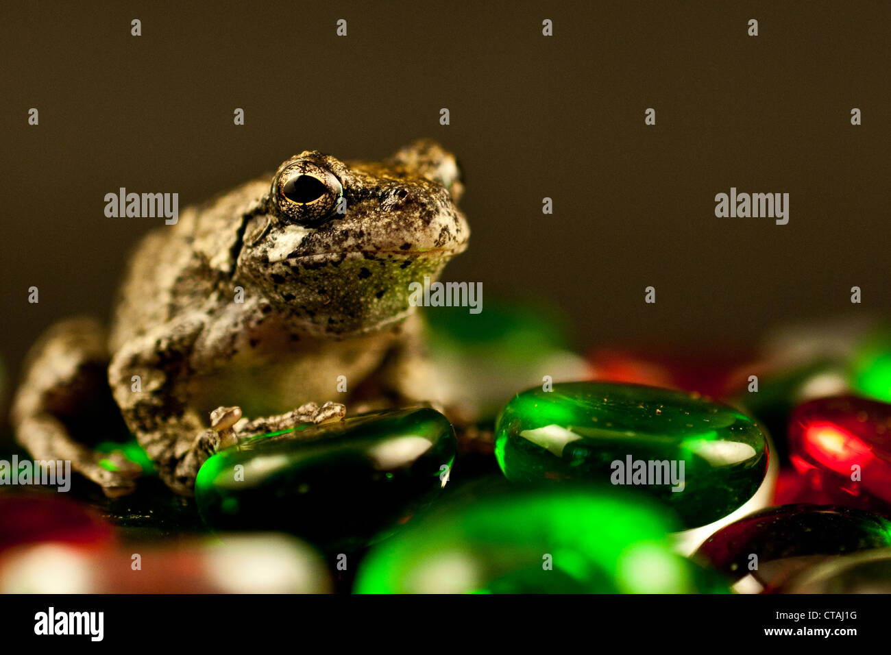 Amphibien hyla versicolor Banque de photographies et d’images à haute ...