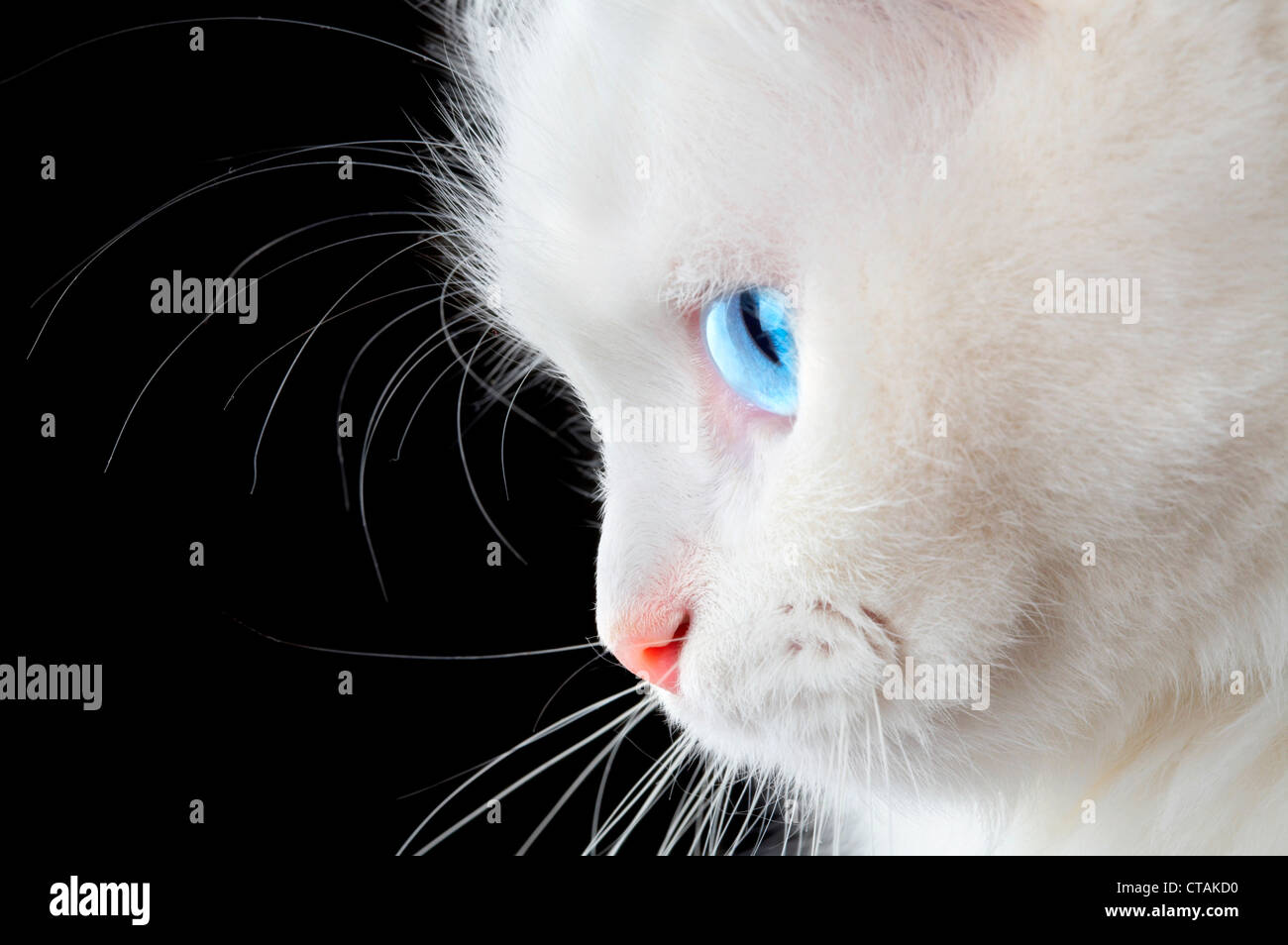 Un chat blanc et un chat noire Banque de photographies et d’images à haute résolution - Alamy