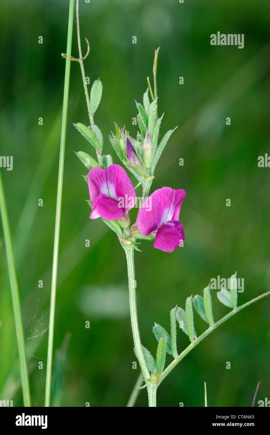 Vesce sauvage commune Banque de photographies et d’images à haute ...