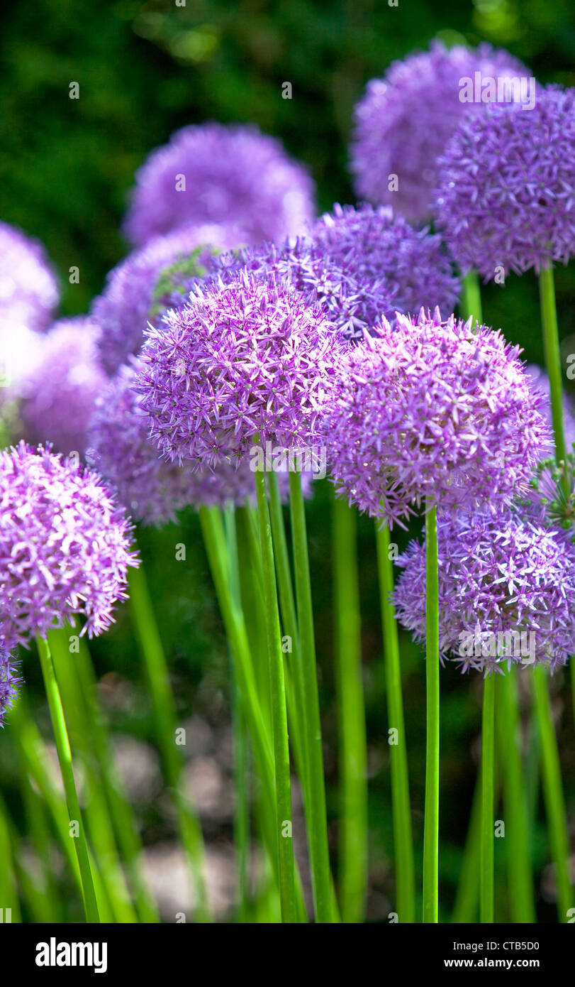 Alliums border Banque de photographies et d’images à haute résolution ...