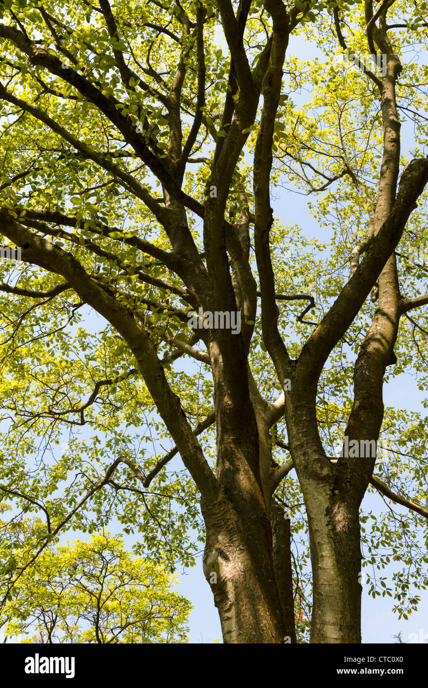 Magnolia x veitchii peter veitch Banque de photographies et d’images à ...