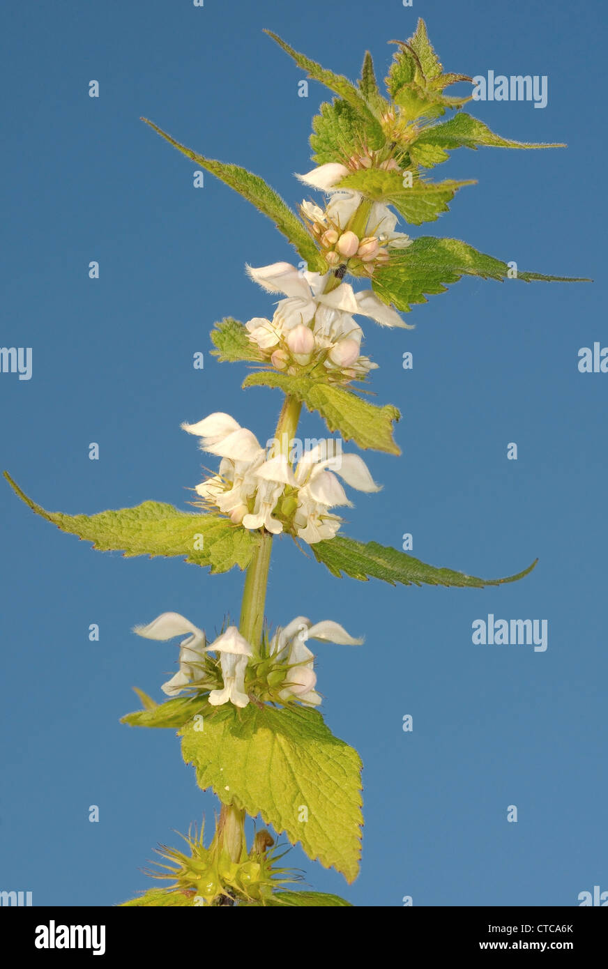 Ortie blanche Banque de photographies et d’images à haute résolution ...