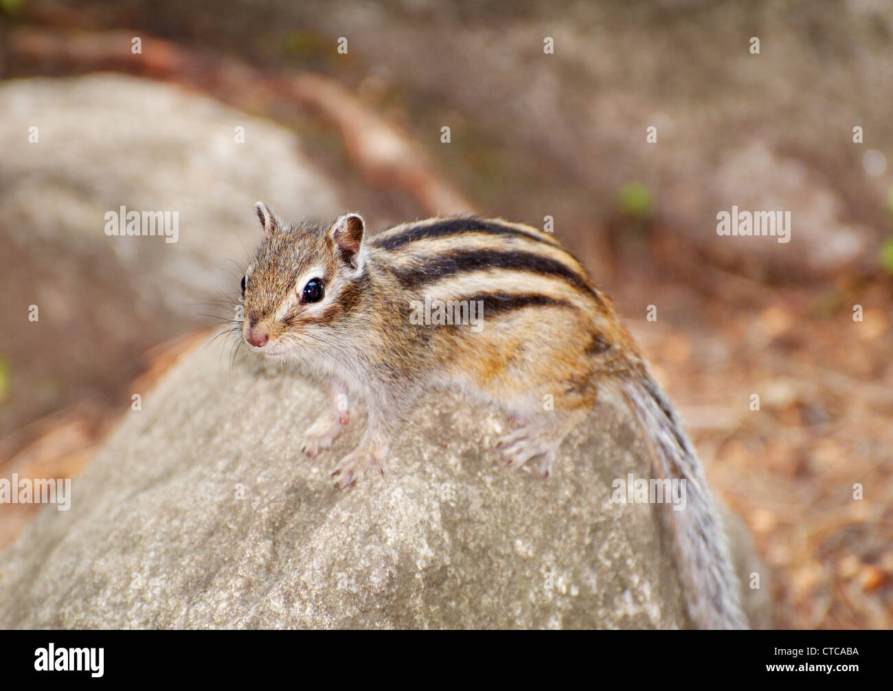 Le tamia de Sibérie, le Chipmunk (Eutamias sibiricus). Le lac Baïkal ...