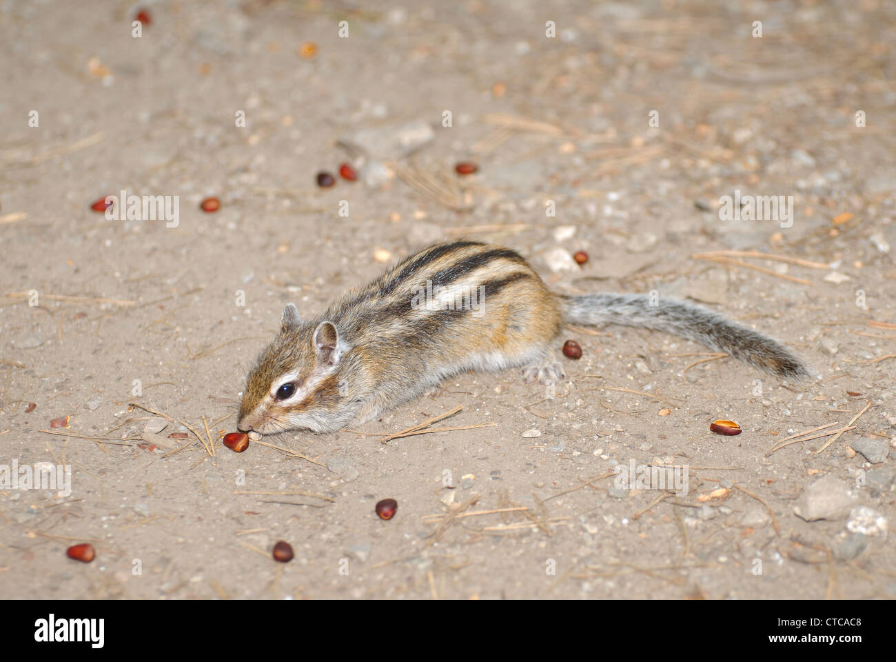 Le tamia de Sibérie, le Chipmunk (Eutamias sibiricus). Le lac Baïkal ...