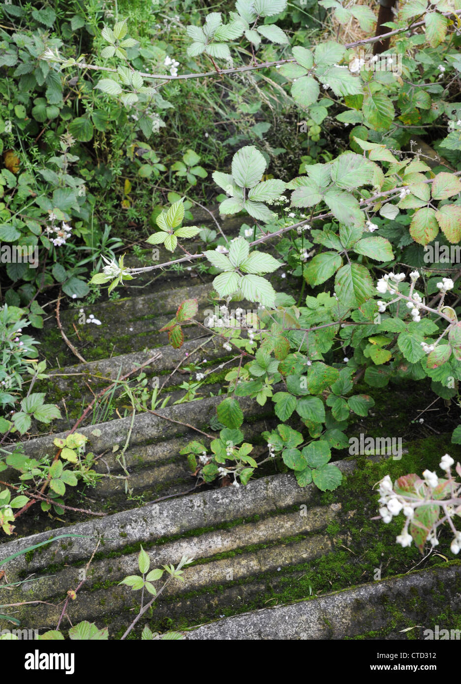 Des ronces Banque de photographies et d’images à haute résolution - Alamy