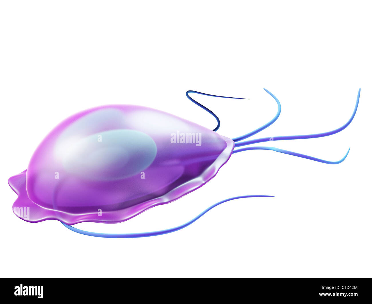 Giardia protozoaire Banque de photographies et d’images à haute ...