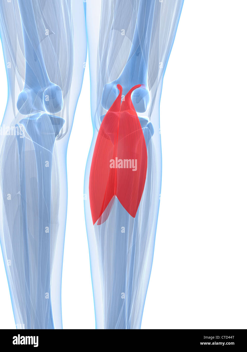 Muscles du genou du mollet Banque de photographies et d’images à haute ...