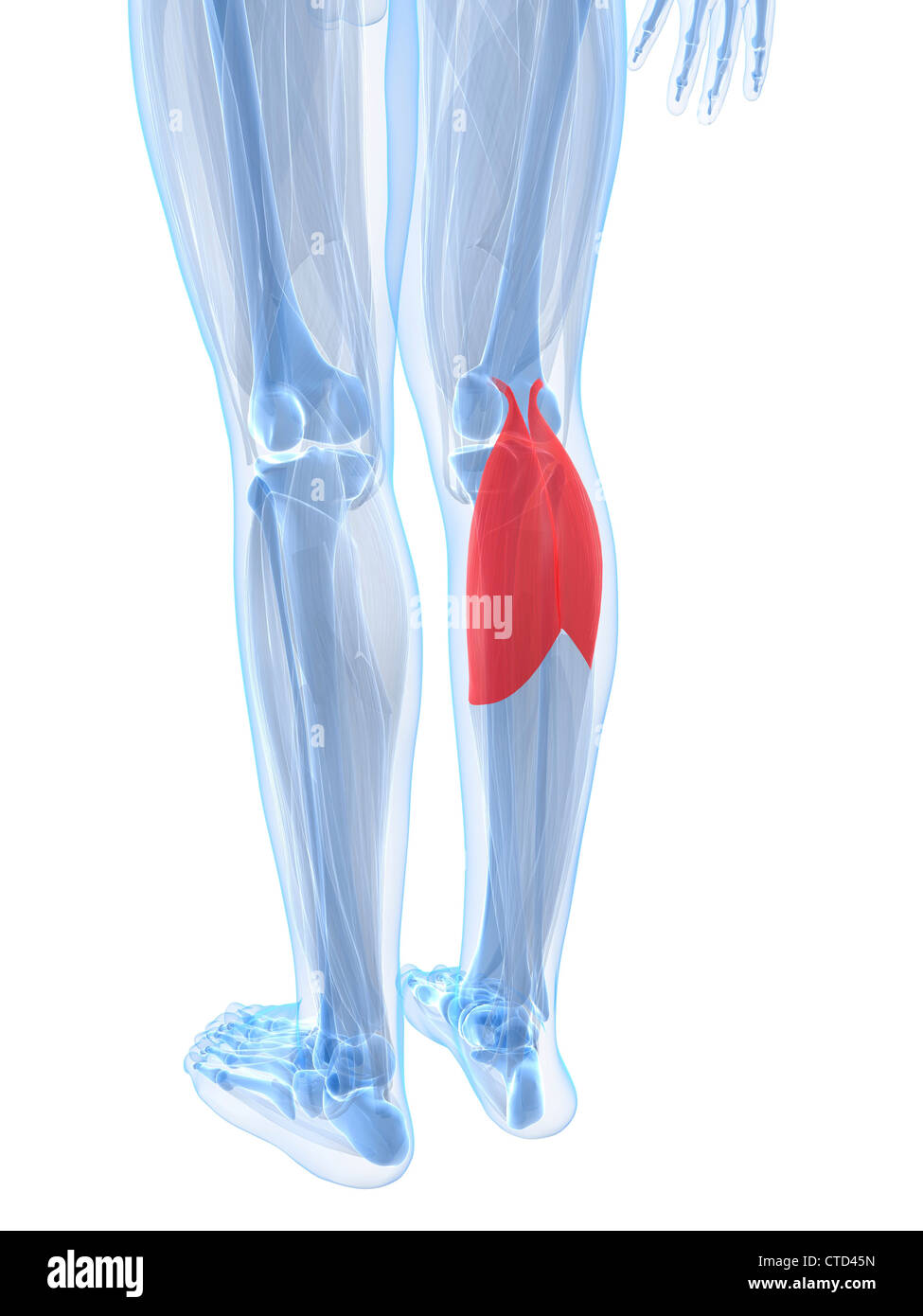 Muscles du genou du mollet Banque de photographies et d’images à haute ...