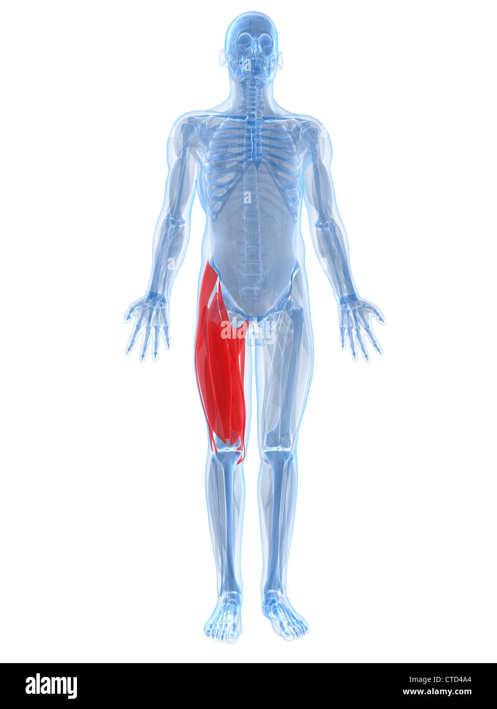 Dessin anatomie cuisse Banque de photographies et d’images à haute ...