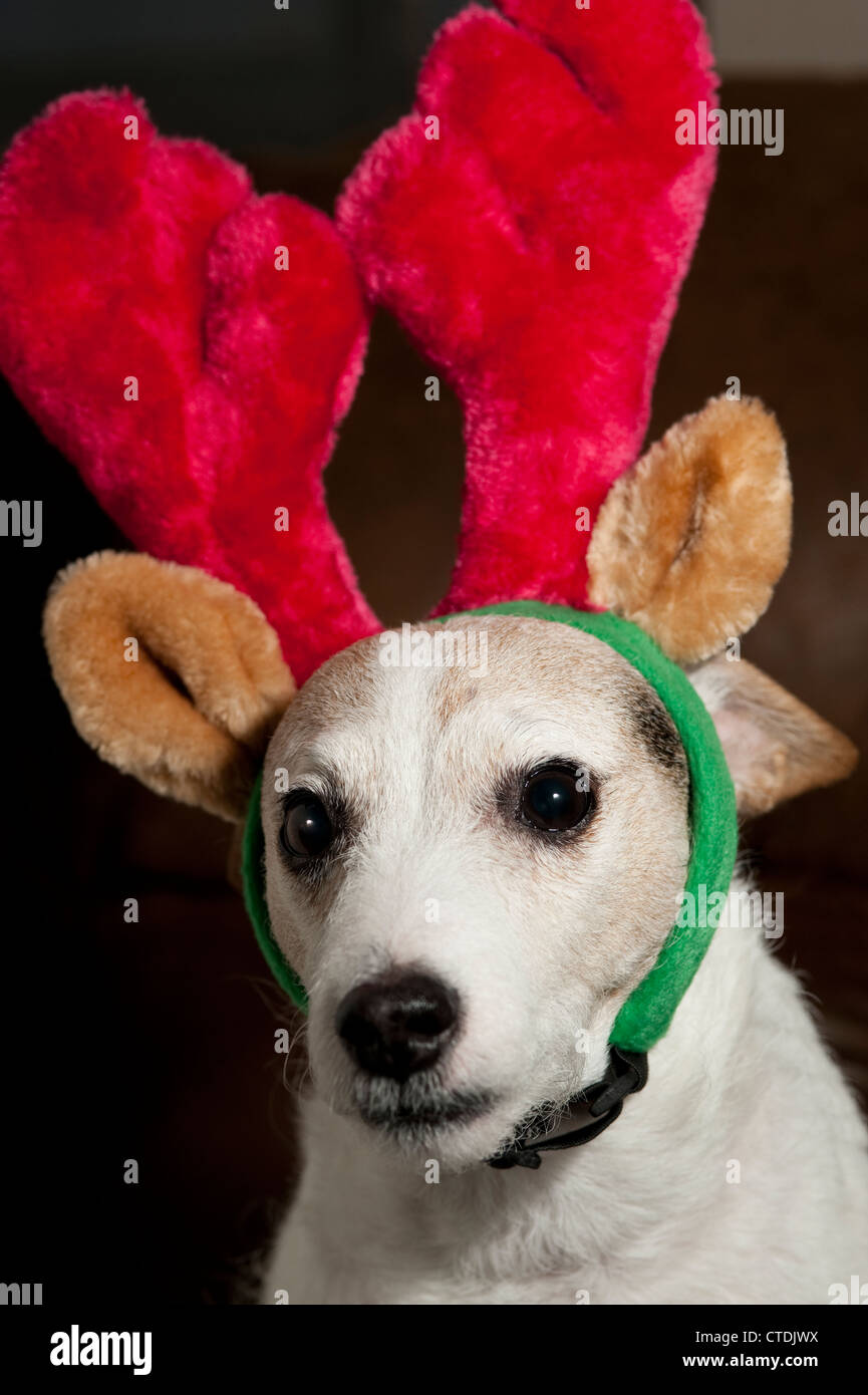 Oreilles de renne de chien Banque de photographies et d’images à haute ...