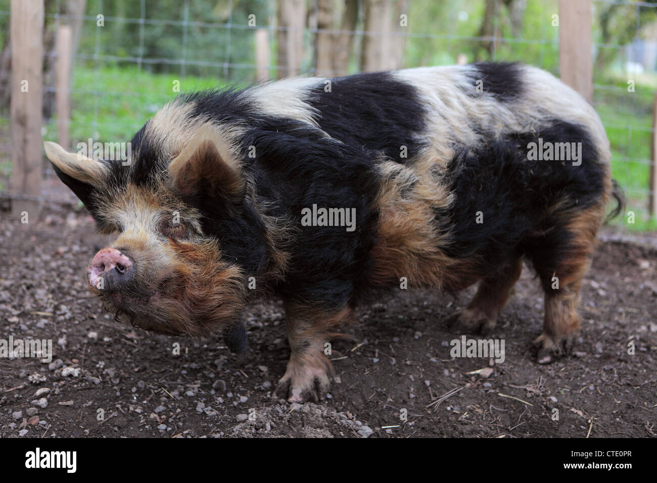 Race de porc rare Banque de photographies et d’images à haute ...