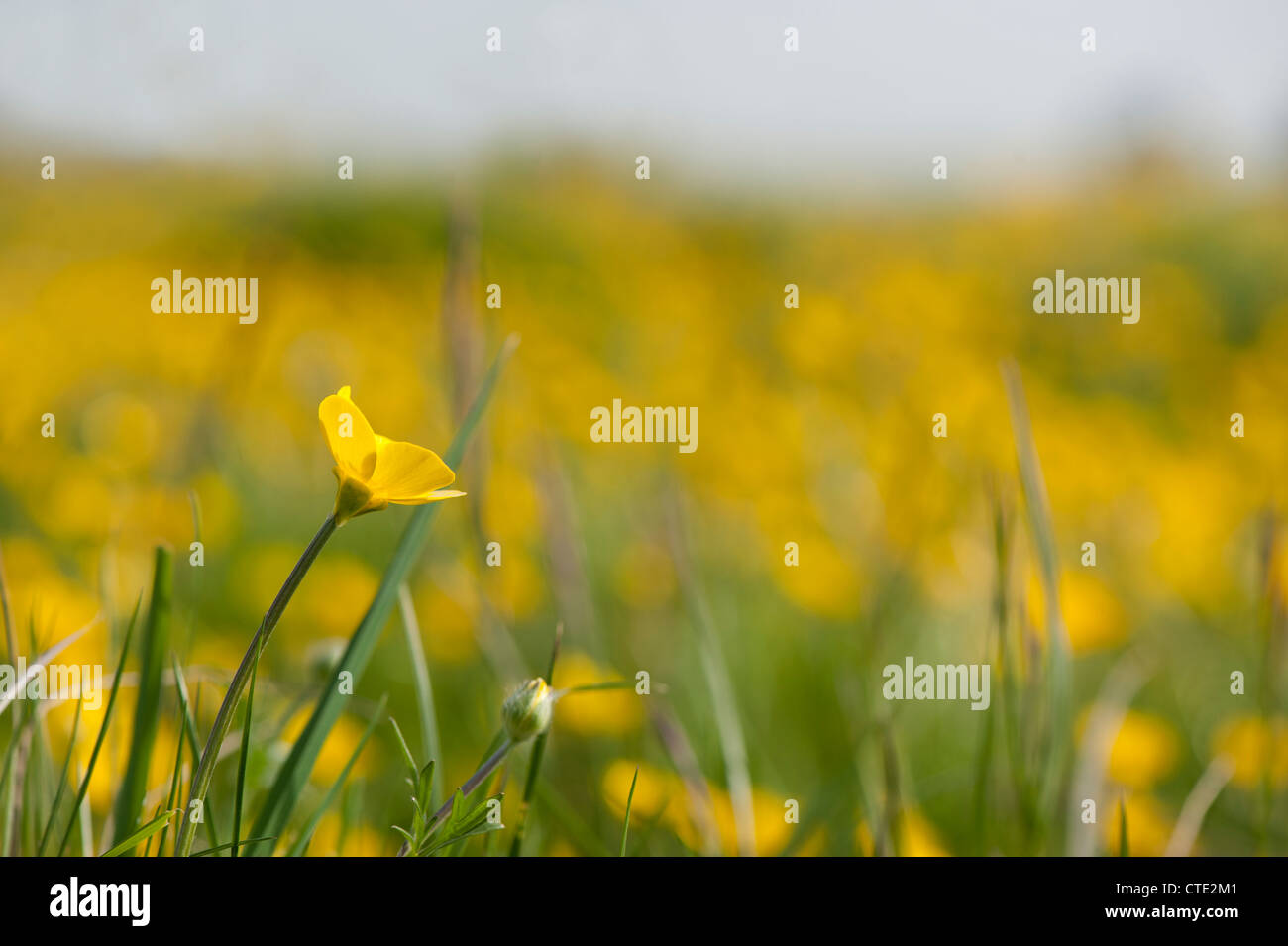 Renoncules bulbeuses Banque de photographies et d’images à haute ...