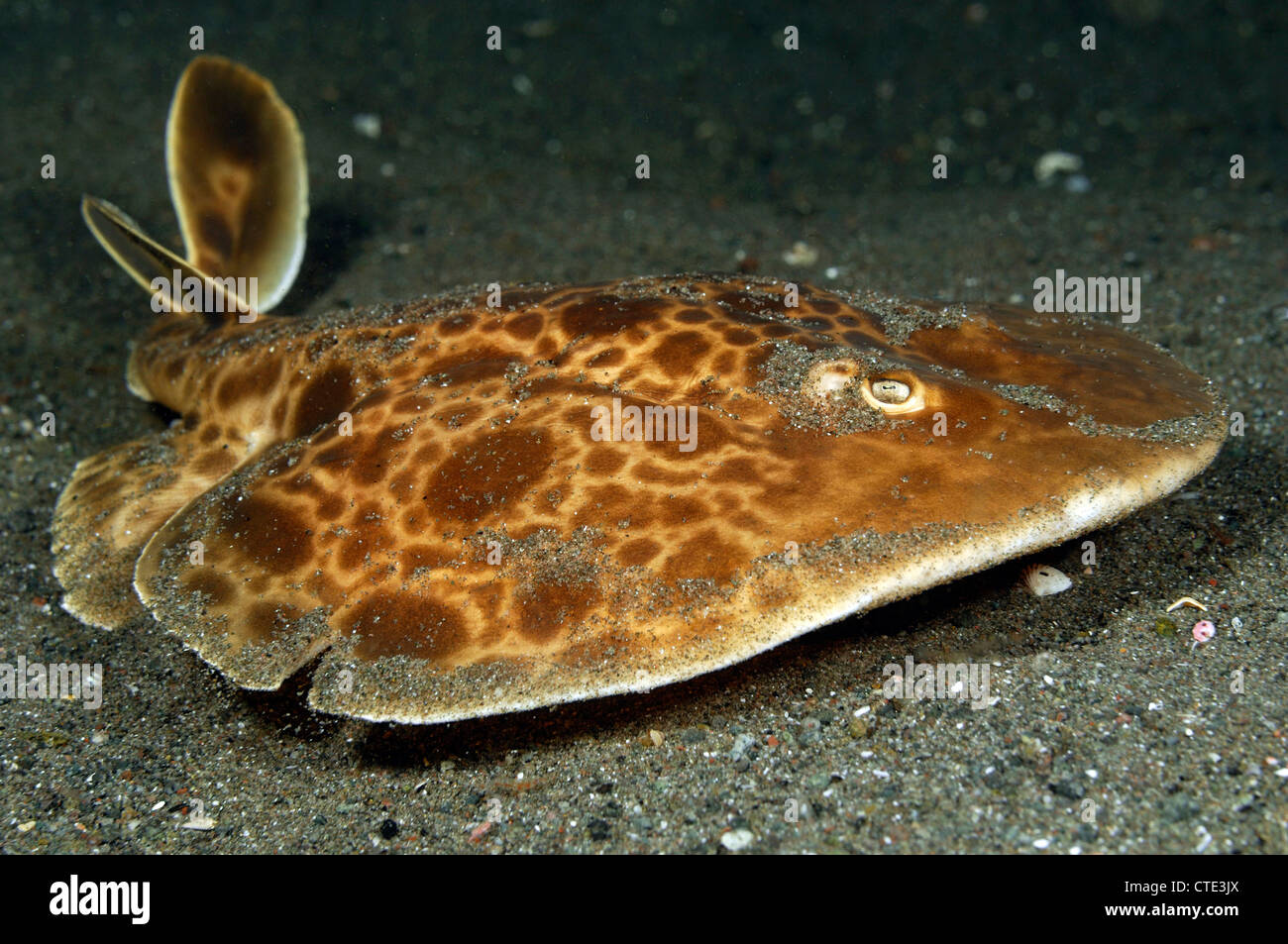 Torpedo rays Banque de photographies et d’images à haute résolution - Alamy