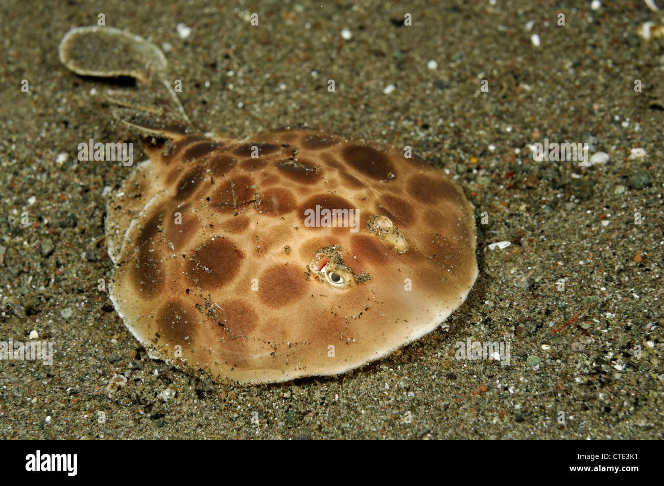 Rayons torpilles Banque de photographies et d’images à haute résolution ...