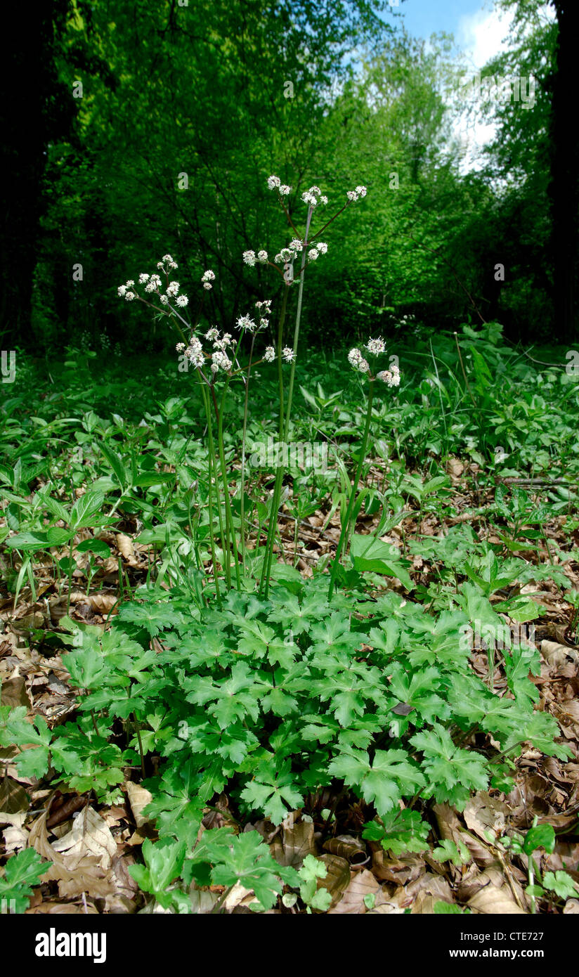 Sanicle ou bois sanicle Banque de photographies et d’images à haute ...