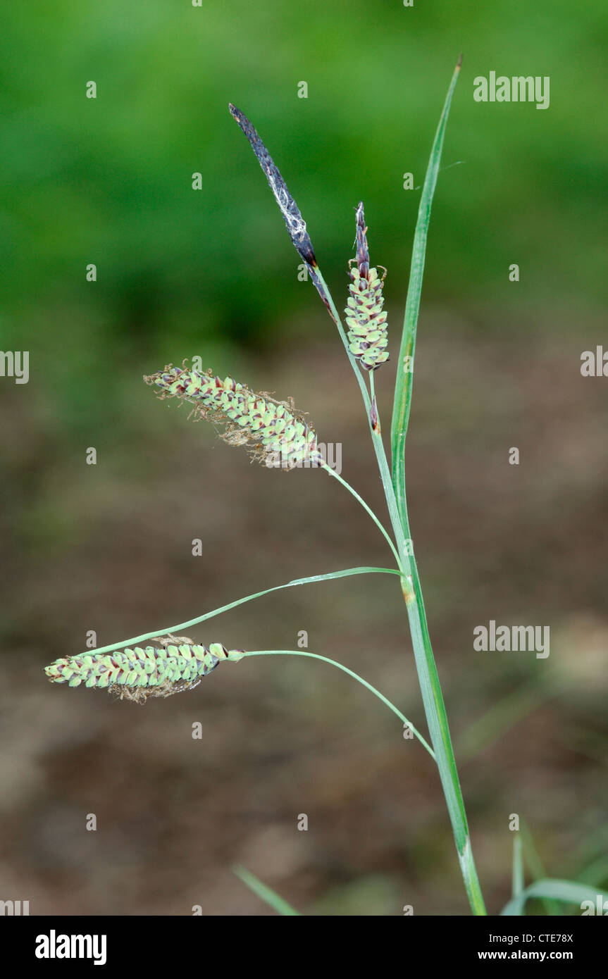 Carex glauque Banque de photographies et d’images à haute résolution ...
