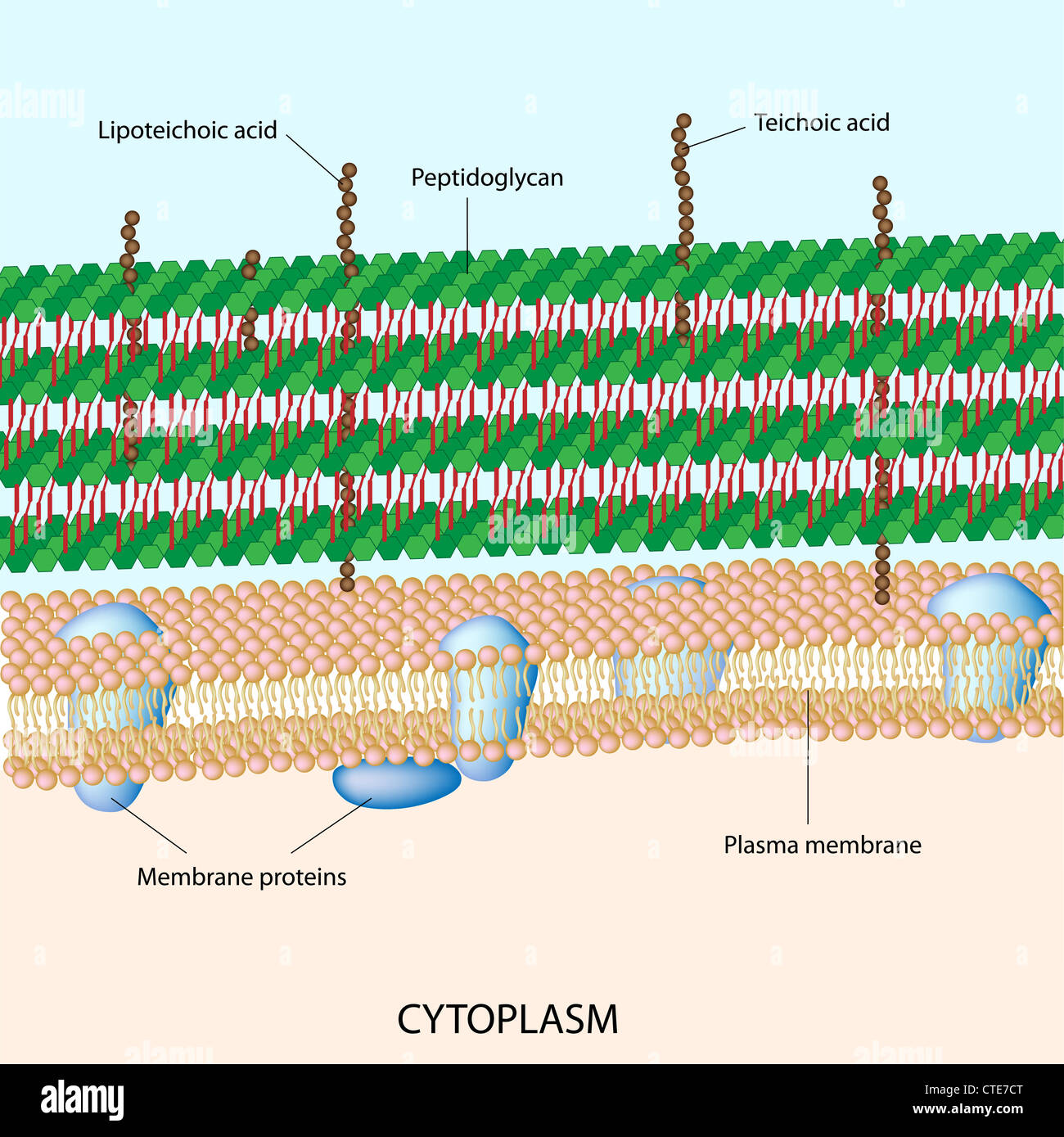 Cell wall of gram bacteria Banque de photographies et d’images à haute ...