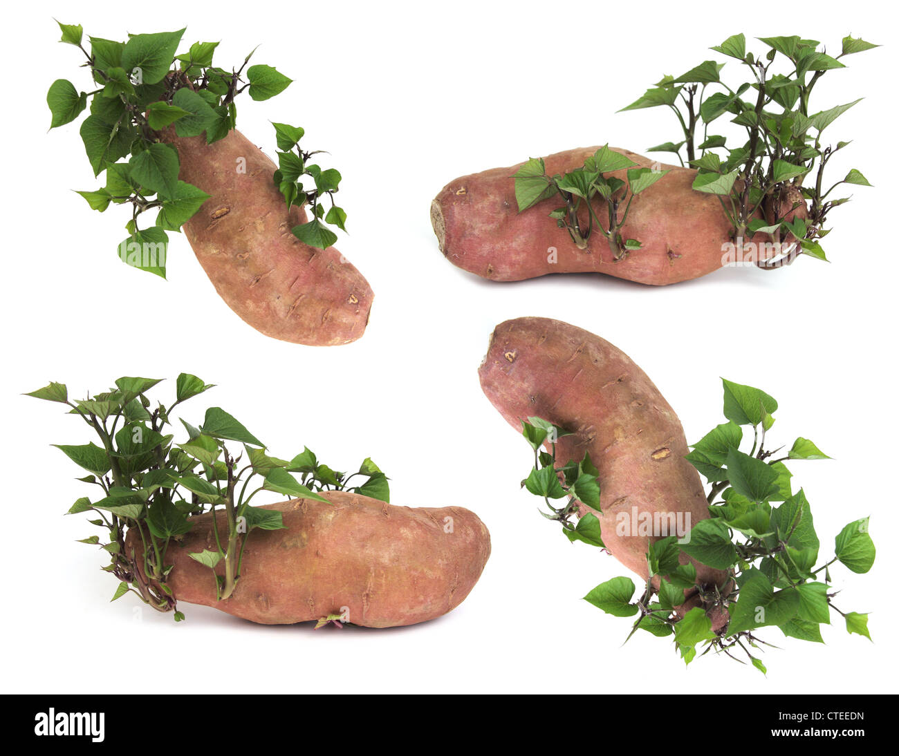 Feuilles de patate douce Banque de photographies et d’images à haute ...