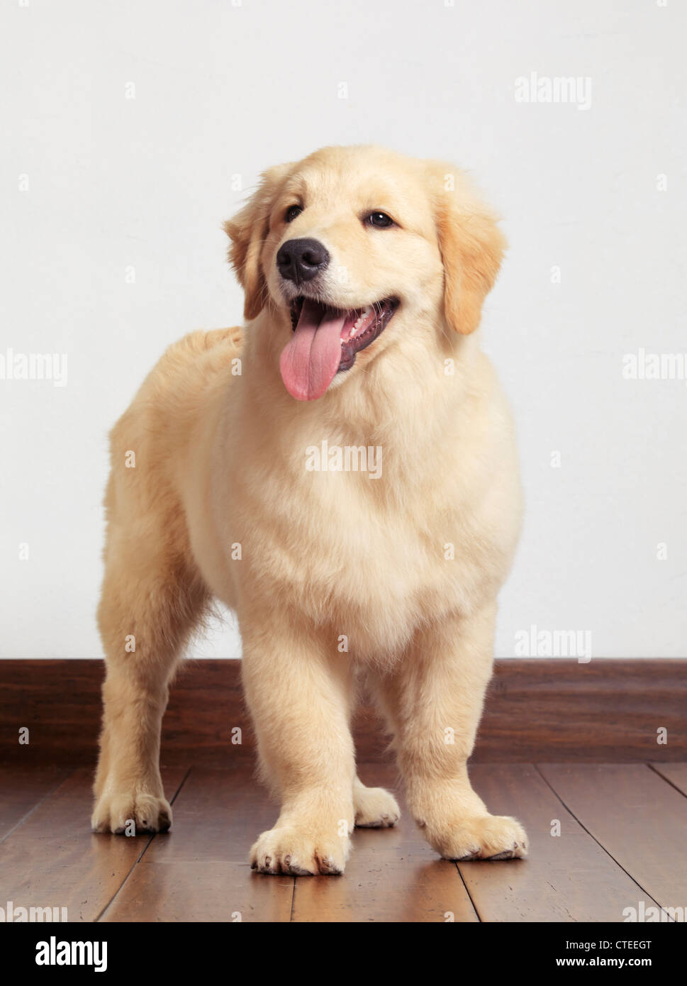 Golden Retriever 4 Mois