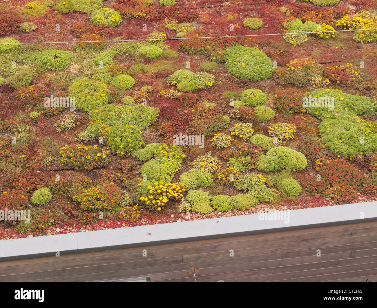 Sedum roof Banque de photographies et d’images à haute résolution - Alamy