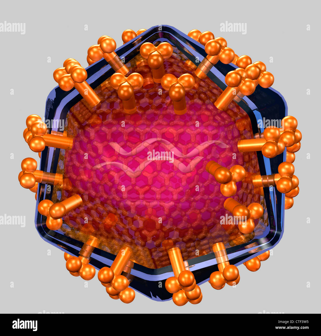 Cellule du corps humain Banque de photographies et d’images à haute ...