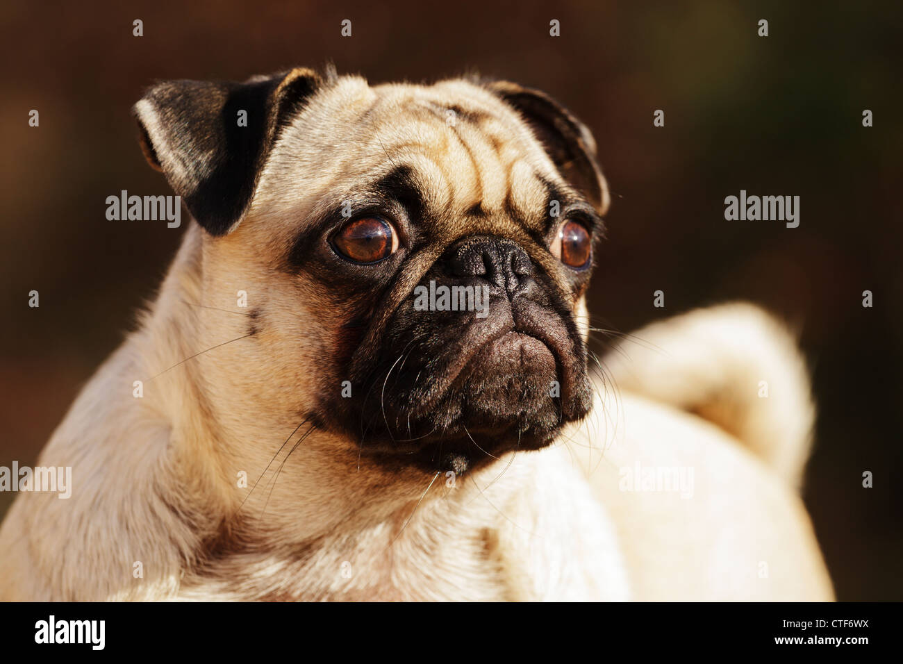 Chien carlin face Banque de photographies et d’images à haute ...
