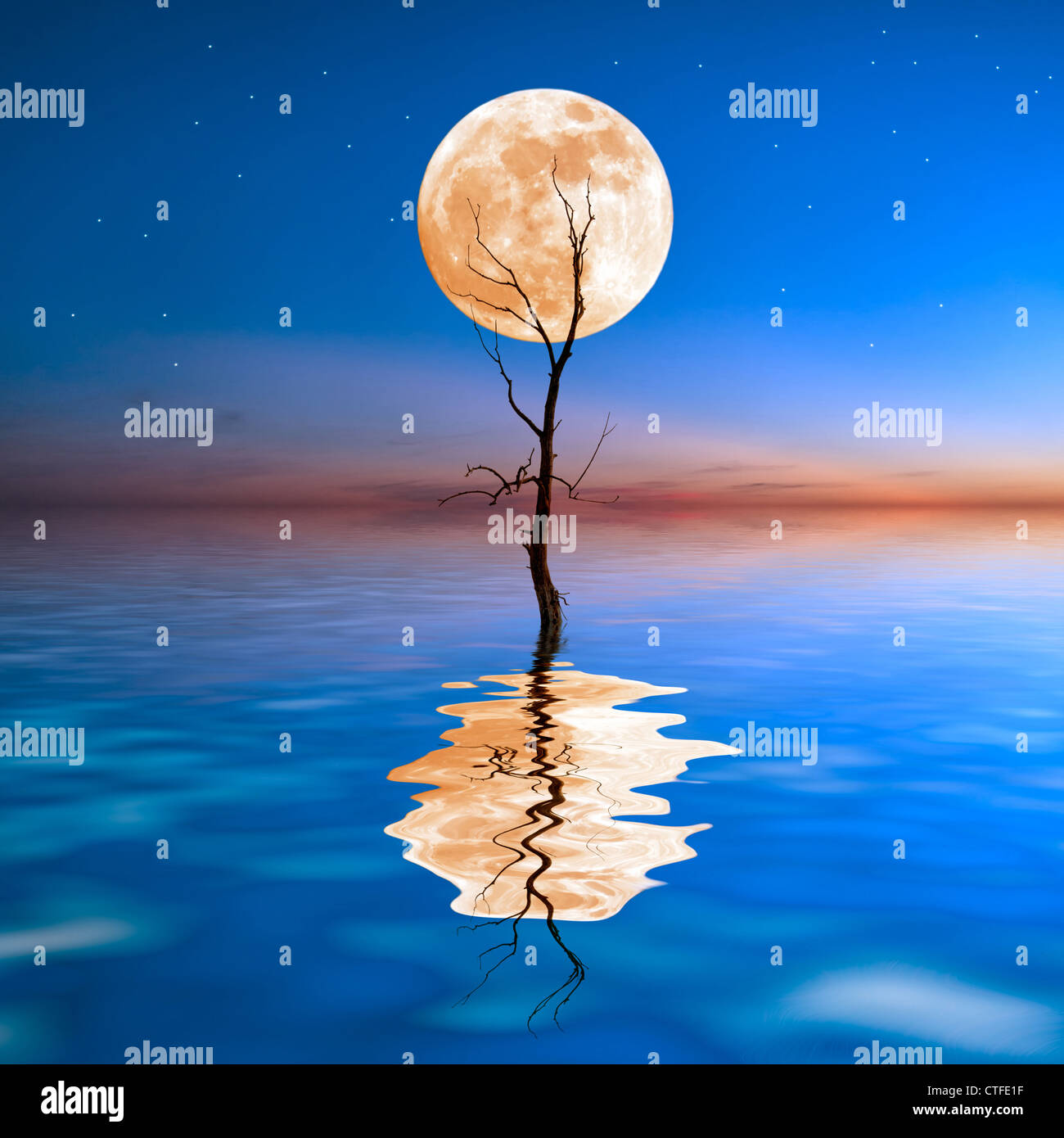 Vieux arbre sec dans l'eau avec grande lune sur l'arrière-plan, reflet dans l'eau Photo Stock ...