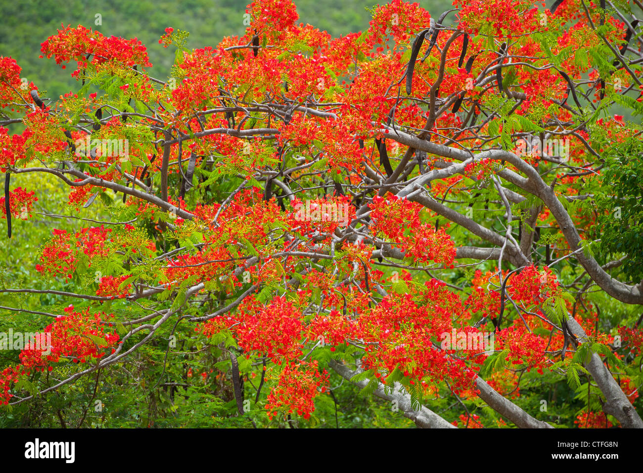 Arbre flamboyant, également connu sous le nom de Flame Tree. Delonix ...