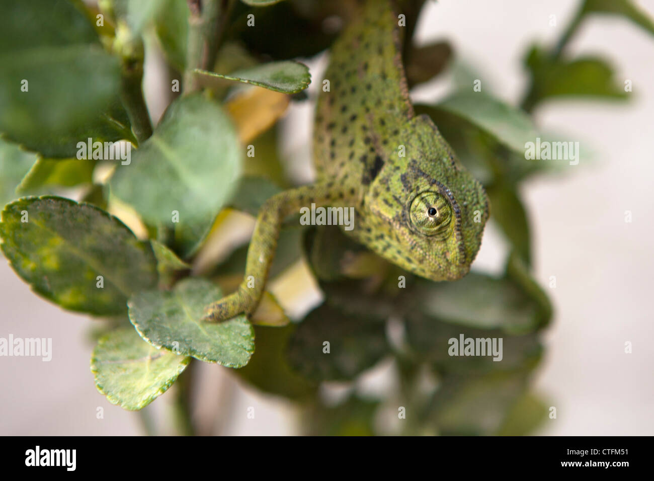 Le cameleon Banque de photographies et d’images à haute résolution - Alamy