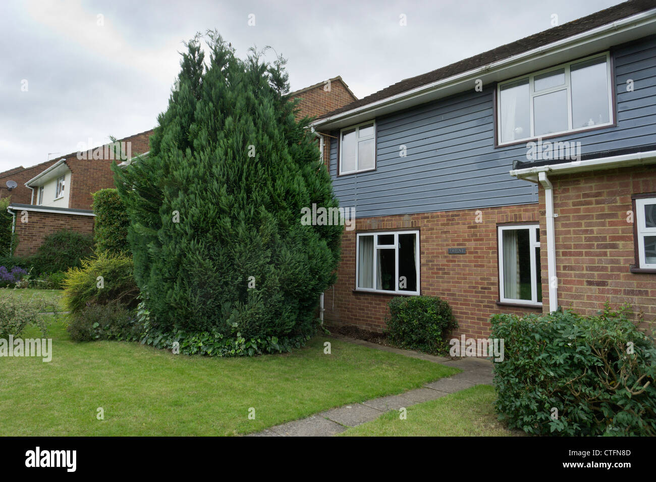 Grand arbre conifère leylandii intrusive par une maison dans un jardin ...