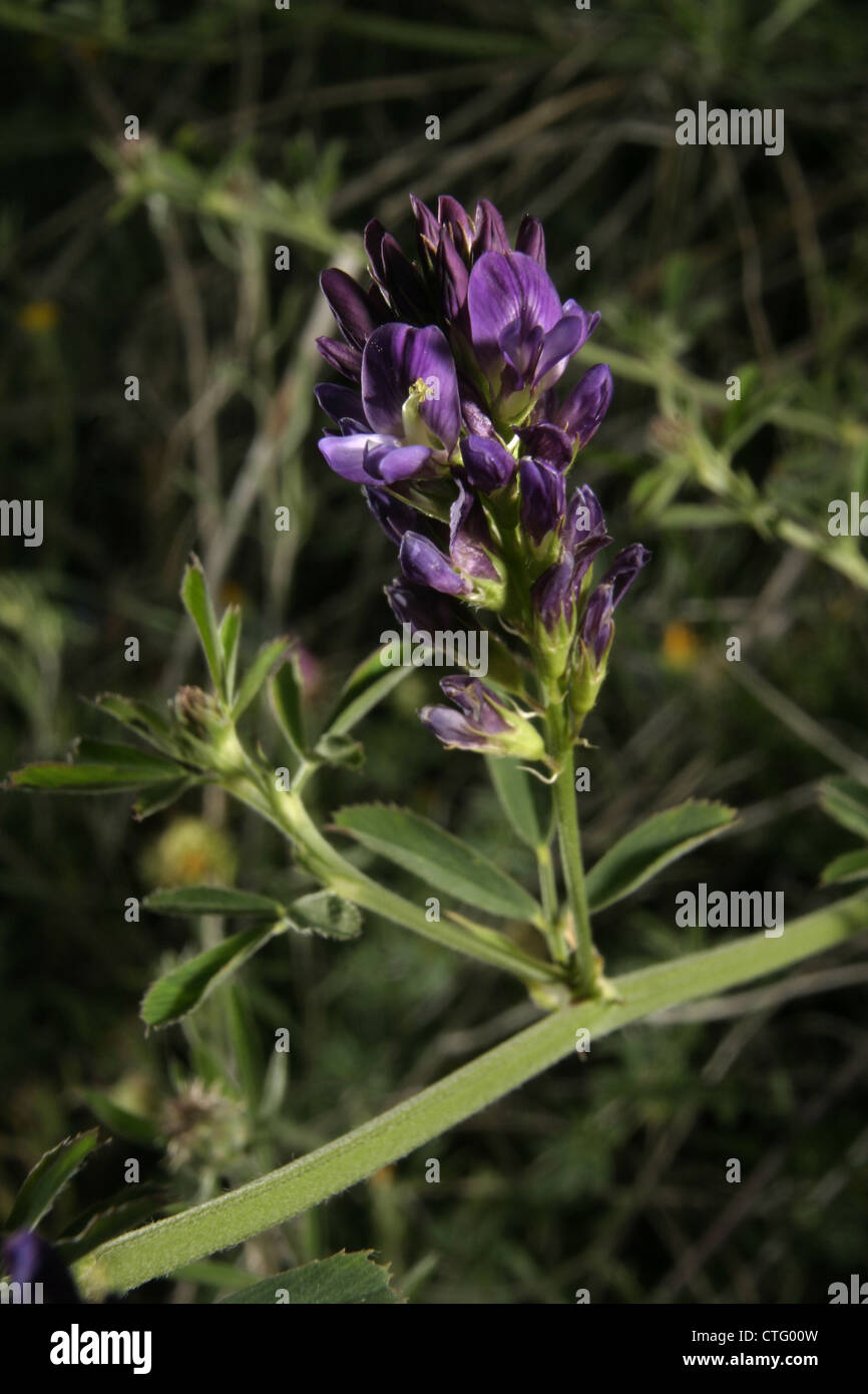 Fleur de luzerne Banque de photographies et d’images à haute résolution ...