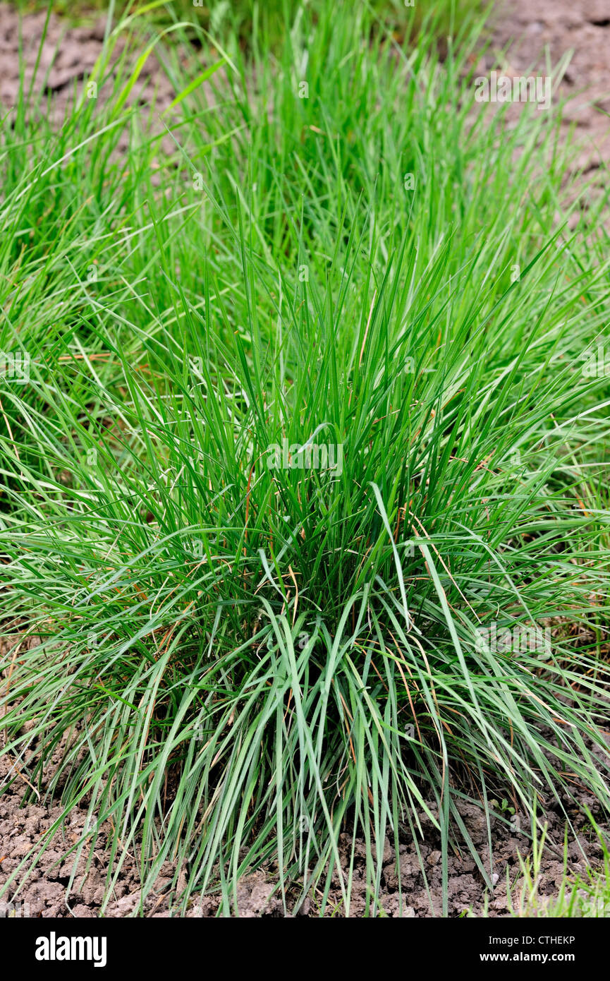 L'herbe sèche à crête à crête / sèche-grass Prairie / herbe juin ...