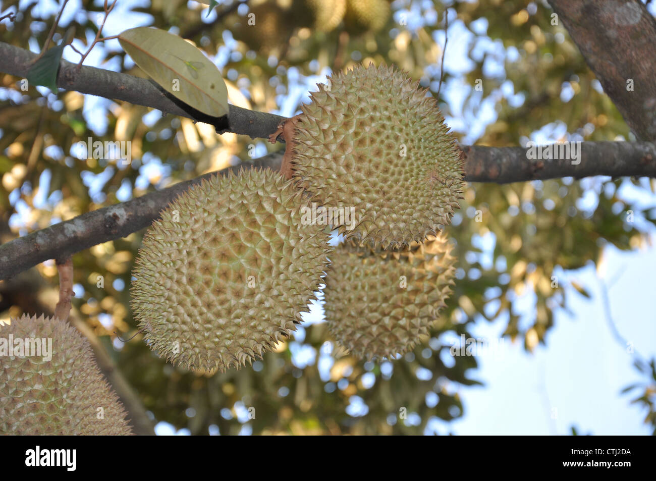 Arbres durian Banque de photographies et d’images à haute résolution ...