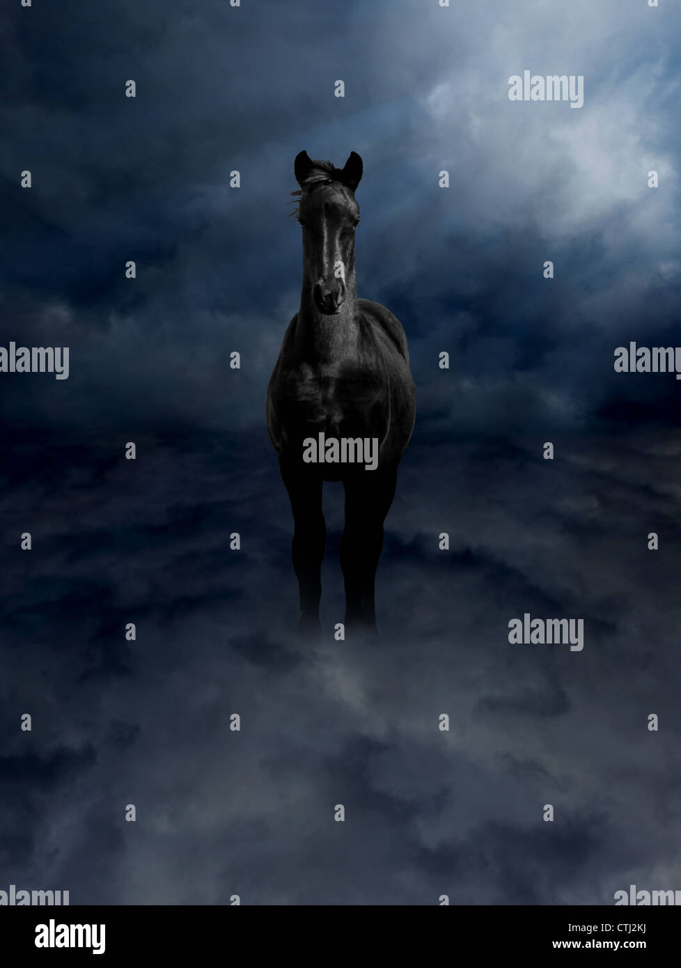 Black steed Banque de photographies et d’images à haute résolution - Alamy