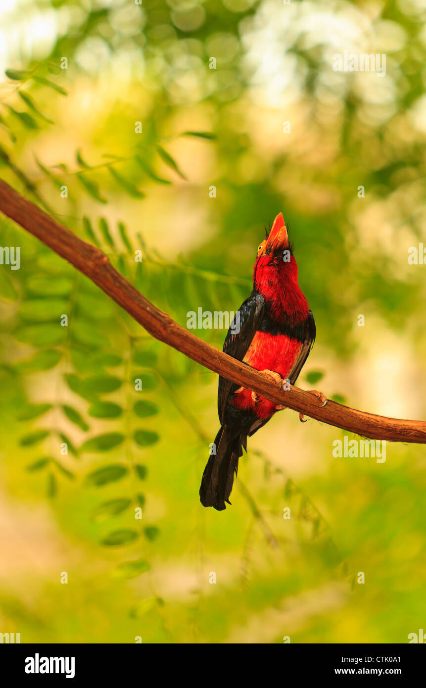 Oiseau barbu Banque de photographies et d’images à haute résolution - Alamy