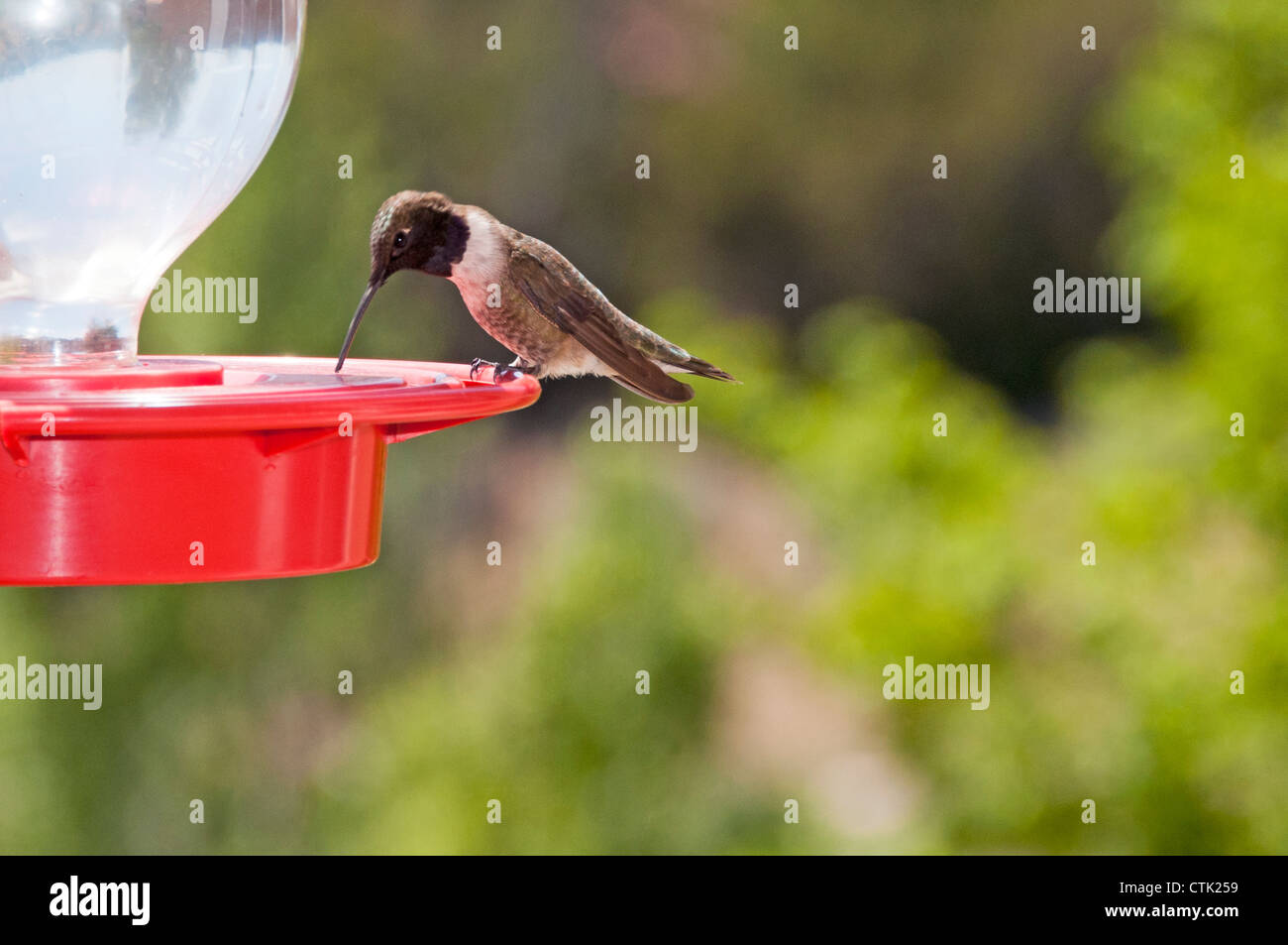 Alimentation colibri Banque de photographies et d’images à haute ...