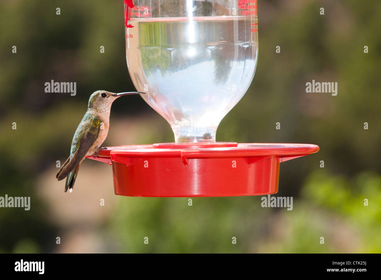 Alimentation colibri Banque de photographies et d’images à haute ...